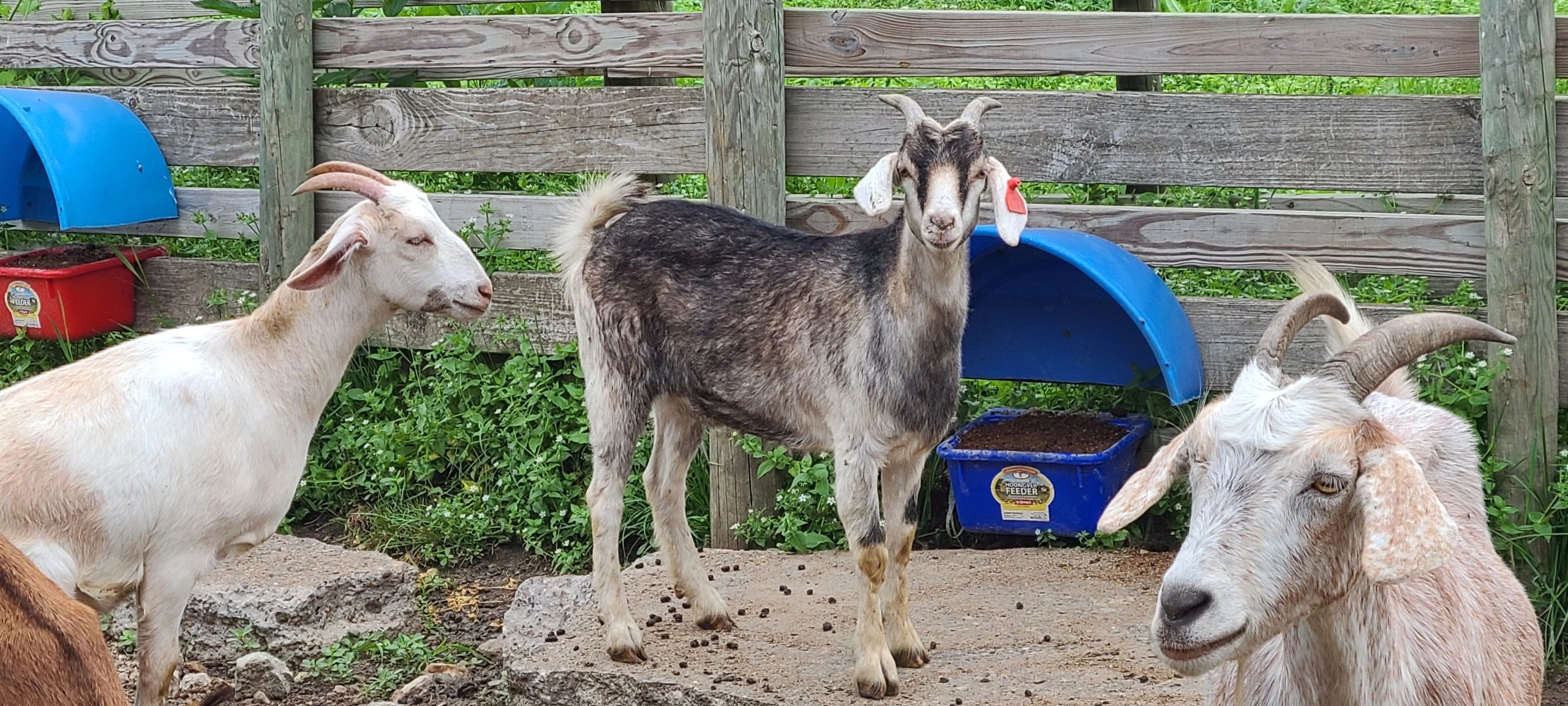 Short Valley Acres - Kiko Goats, Kiko Doe